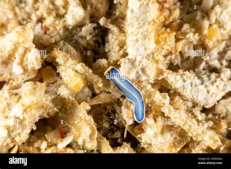 Las Planarias Gusanos Planos Platyhelminthes Plathelminthes O