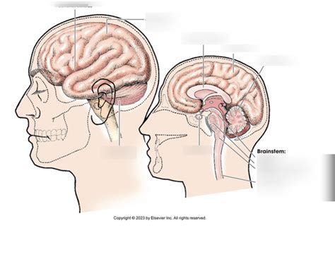 Brain Anatomy Diagram Quizlet