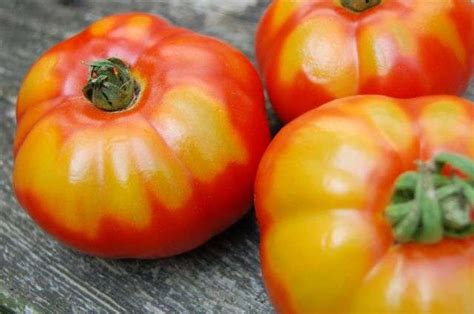 Malattie Del Pomodoro Cause E Rimedi Efficaci Nel 2022 Guida
