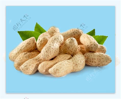 新鲜的花生图片素材 编号39113813 图行天下