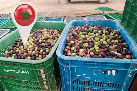 أنا الخبرتوقع ارتفاع أثمنة زيت الزيتون إلى 100 درهم للتر