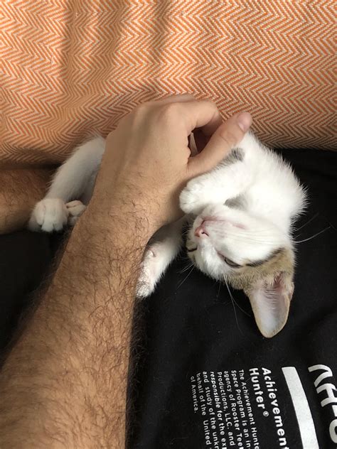 So Smol Simon R Illegallysmolcats