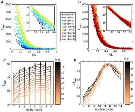 Bcd Gradient Dynamics Ab Mean Attenuation Corrected Nuclear Bcd Gfp Download Scientific