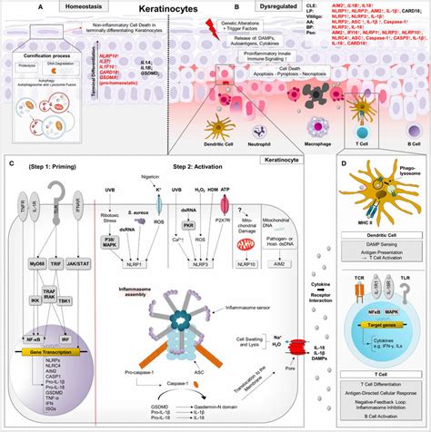Simplified Schematic Presentation Of The Two Step Regulatory Process Of