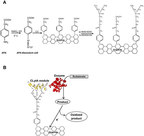 Schemes Of Functionalization Of Graphite Electrodes For Affinity