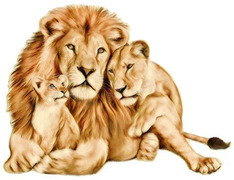 Cachorros De León Y Su Padre Por Qué Los Leones Machos Matan A Sus