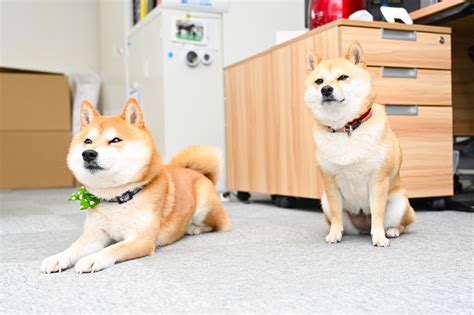 これでスッキリ！一般廃棄物と産業廃棄物の違いを徹底解説 広島解体業者｜解体工事｜産業廃棄物回収