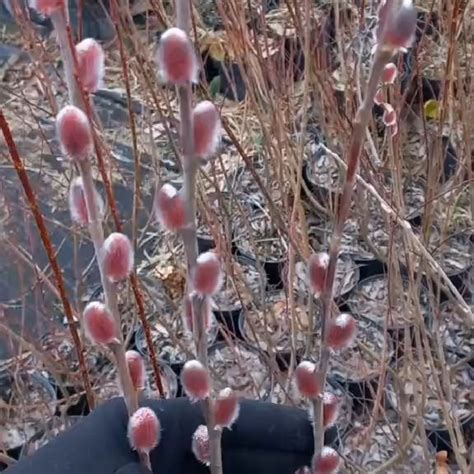 Приватний розсадник КИЇВСАД Ua • Instagram Photos And Videos