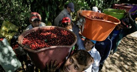 Exclusive Brazil Natural Coffee Hits Premium Market In Challenge For Edwin Johan Gaarder