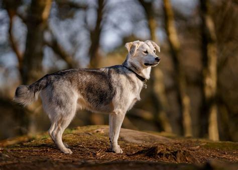 Golden Retriever Husky Mix Goberian The Wonderful Golden