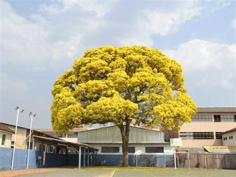 Ipês Tomam Conta Da Cidade E Compensam Calor Em Campo Grande Meio