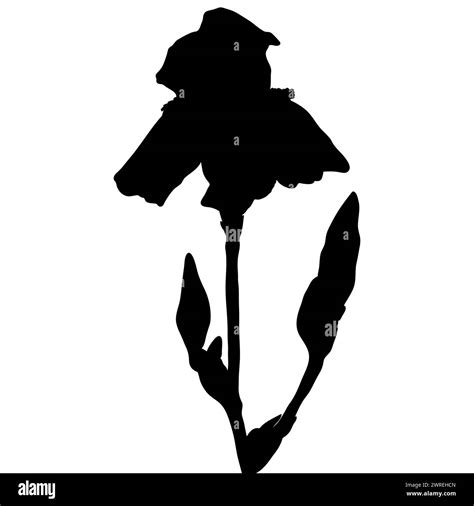 Iris Flower Black Silhouette Botanical Vector Illustration Isolated On White Background Stock