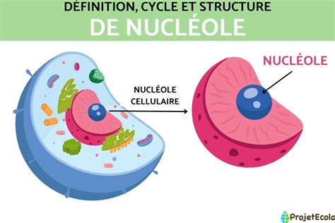 Nucléole Définition Fonction Structure Et Cycle