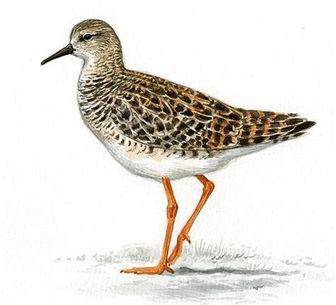 Ruff Greek Nature Encyclopedia