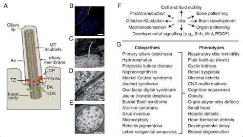 Cilia Diagram