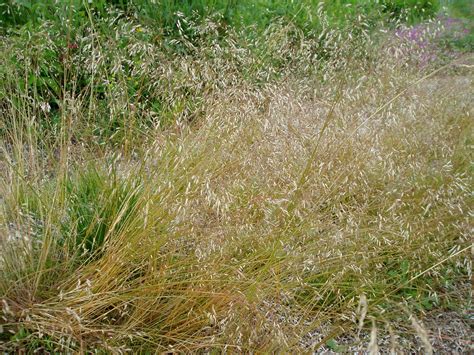 Lovegrass Farm Photos Of Deschampsia Flexuosa At Lovegrass Farm