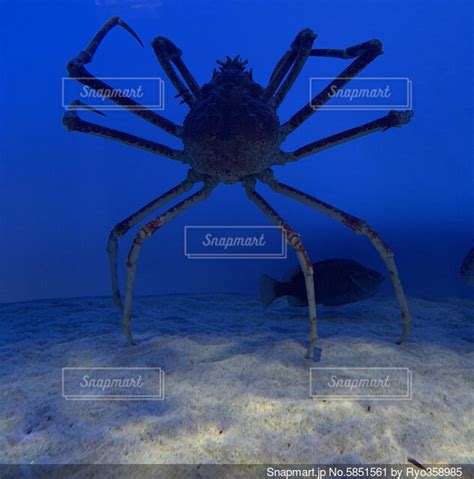 タカアシガニの写真画像素材 5851561 Snapmartスナップマート