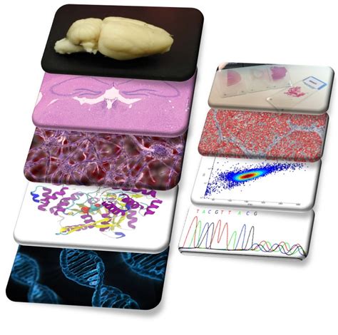 Biodoxis Molecular Pathology Histopathology And Analyse