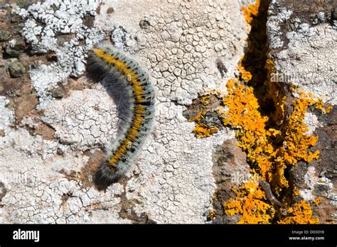 Grass Eggar Moth Caterpillar Lasiocampa Trifollii On Lichen Cornwall