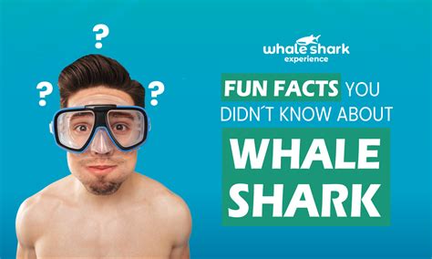 10 Fun Facts You Didn T Know About The Whale Shark