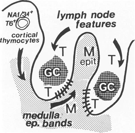 Unique Microenvironments Of Mg Thymus The Thymic Cortex Download Scientific Diagram