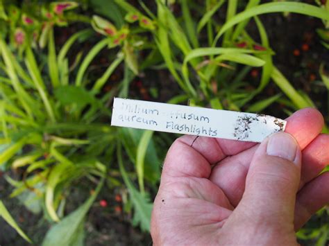 Milium Effusum Aureum