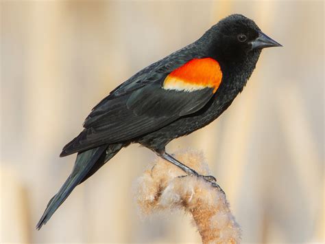 25 Common Backyard Birds In Indiana Sonoma Birding