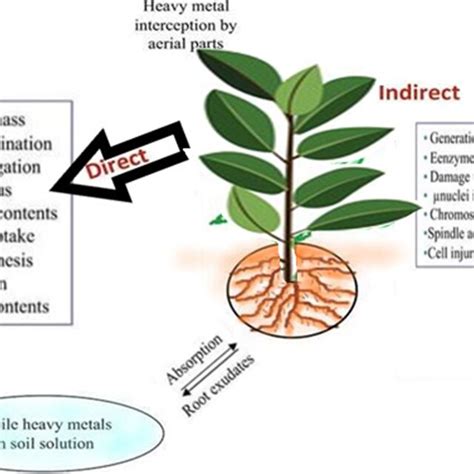 The Direct And Indirect Effects Of Heavy Metal Toxicity On A Plants