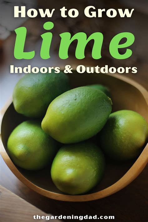 How To Grow Lime Trees In Pots 10 EASY Tips Potted Trees Growing