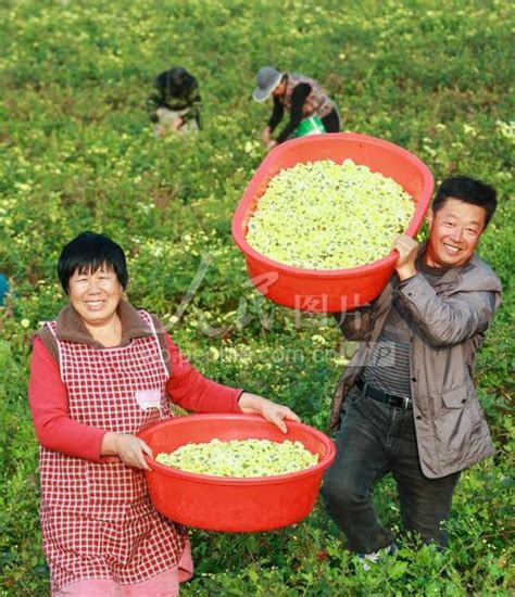 河北平乡：收获杭白菊 人民图片网