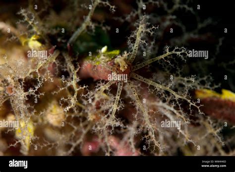 Pickle Of Feeding Sea Cucumbers Synaptula Sp Waigeo Island Raja Ampat West Papua Indonesia