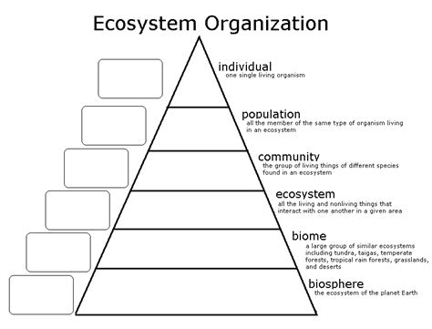 Biosphere Levels Of Ecological Organization Worksheet Answer Key