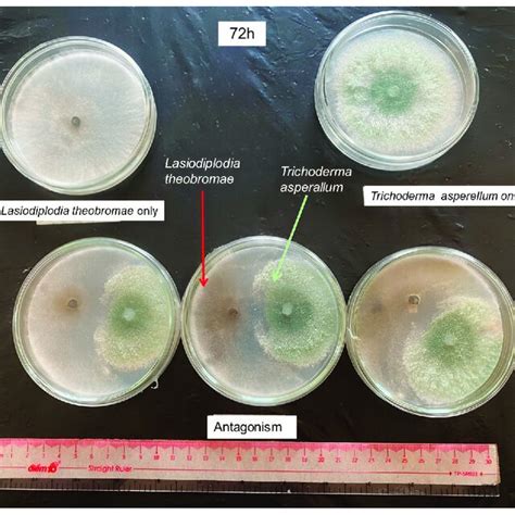 Antagonistic Efficiency Of Trichoderma Sp Against L Theobromae S P06 Download Scientific