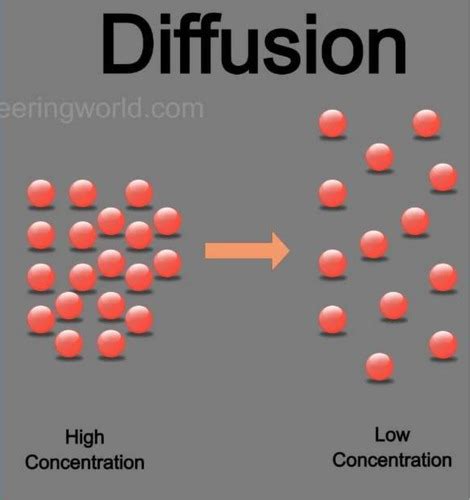 Biology Diffusion In And Within Cells Diffusion Around The Body Flashcards Quizlet