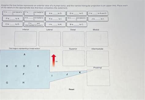 Solved Imagine The Box Below Represents An Anterior View Of