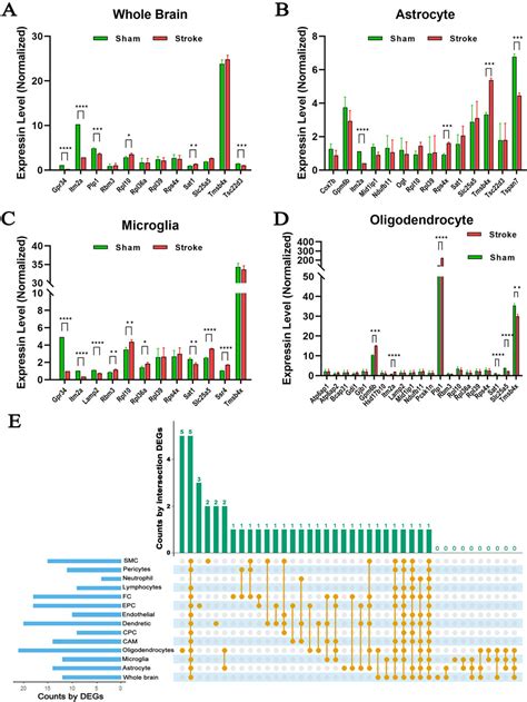 Frontiers Profiling X Chromosome Genes Expression Relevant To Sex Dimorphism In Stroke