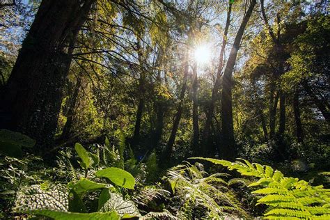 Nature Pictures Forest