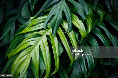 暗い背景に熱帯の緑の葉 自然夏の森林植物の概念 まぶしいのストックフォトや画像を多数ご用意 まぶしい オーガニック クローズアップ
