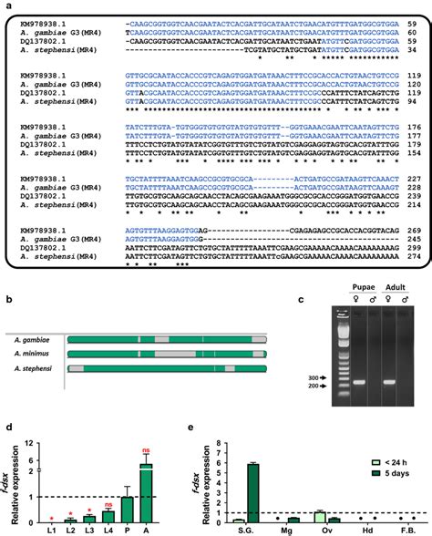 Doublesex Sequence And Profile Expression In An Gambiae G3 A Sequence Download Scientific