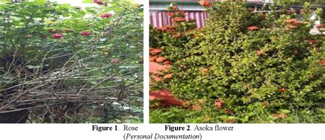Figure 1 From Acid Base Indicator Paper Extracted From Rose Rosa Damascena Mill And Asoka