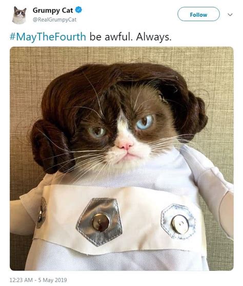 Grumpy Cat School