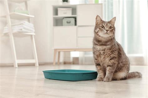 Do Cats Automatically Use Litter Box Smartly Cat