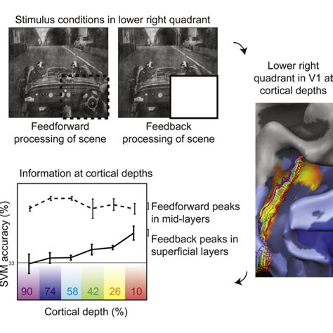High Resolution 7t Fmri Muckli Lab