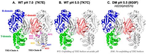 Histidine Protonation And Conformational Switching In Diphtheria Toxin Translocation Domain