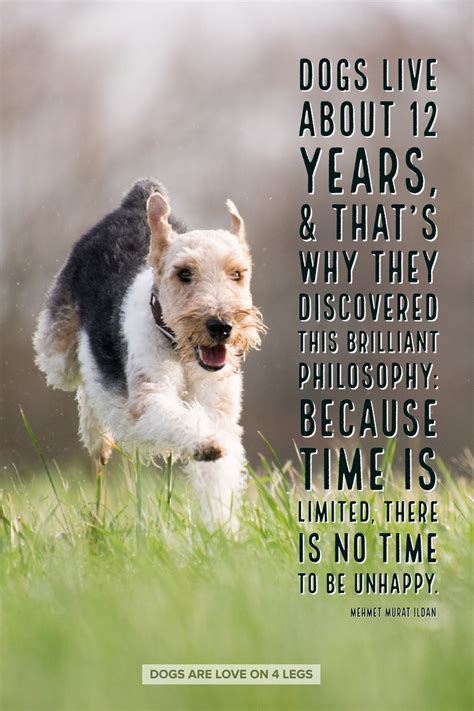Dog Quote Dogs Live About 12 Years Dog Dog Quotes Inspirational
