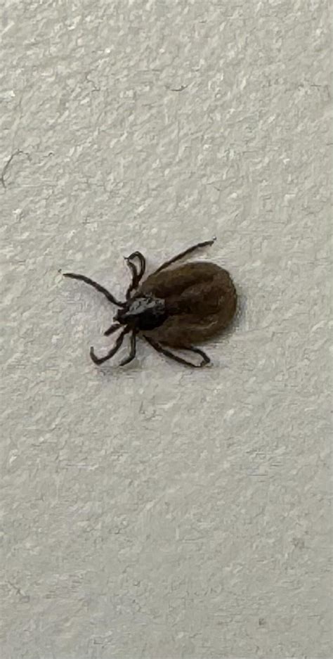 Tick Identification Help R Ticks