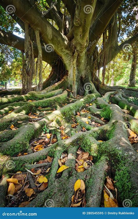 Trunk And Buttress Roots Of 25 Meter High Kapok Ceiba Pentandra Highest Tree In Cape Verde