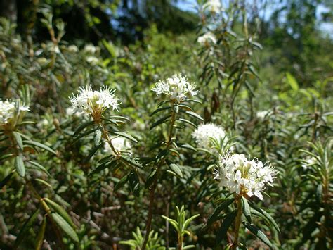 Mehwulhp Labrador Tea Plants In The Hulquminum World
