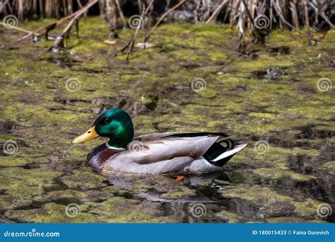 Mallard Duck On A Pond Of Swamp Water In Cherry Creek State Park Stock