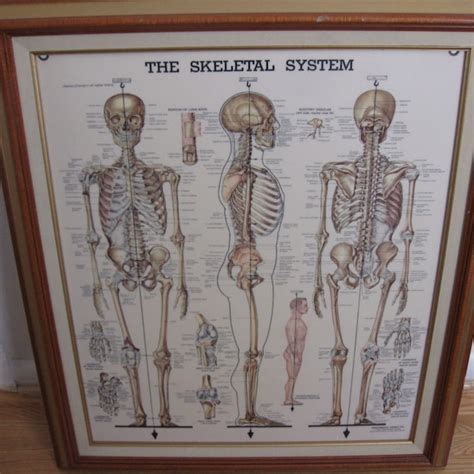 Wall Chart Skeleton Etsy